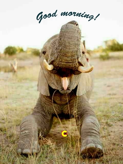 Good Morning Elephants Elephant Saying Good Morning | TikTok