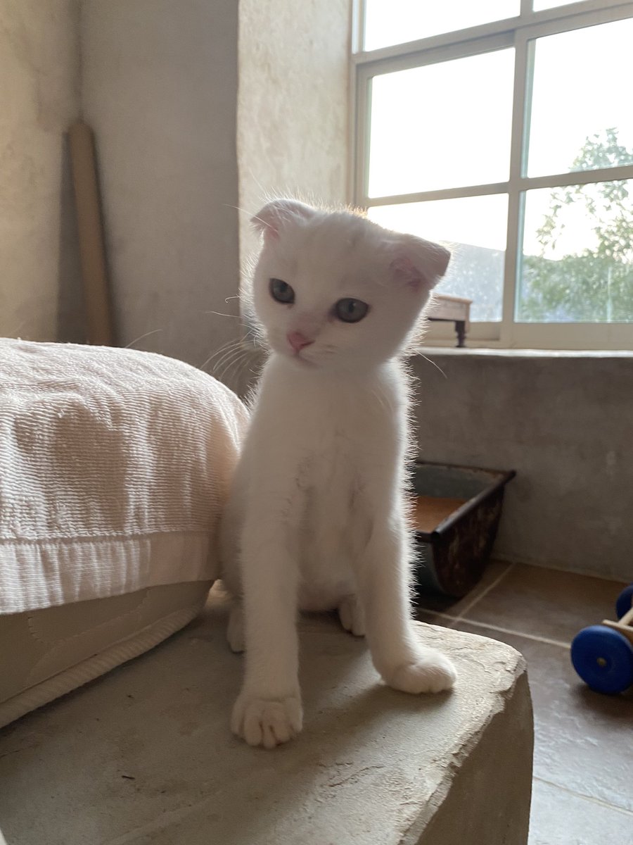 はなもも(hanamomo)(@hanamomoact) - Twilog (ツイログ)