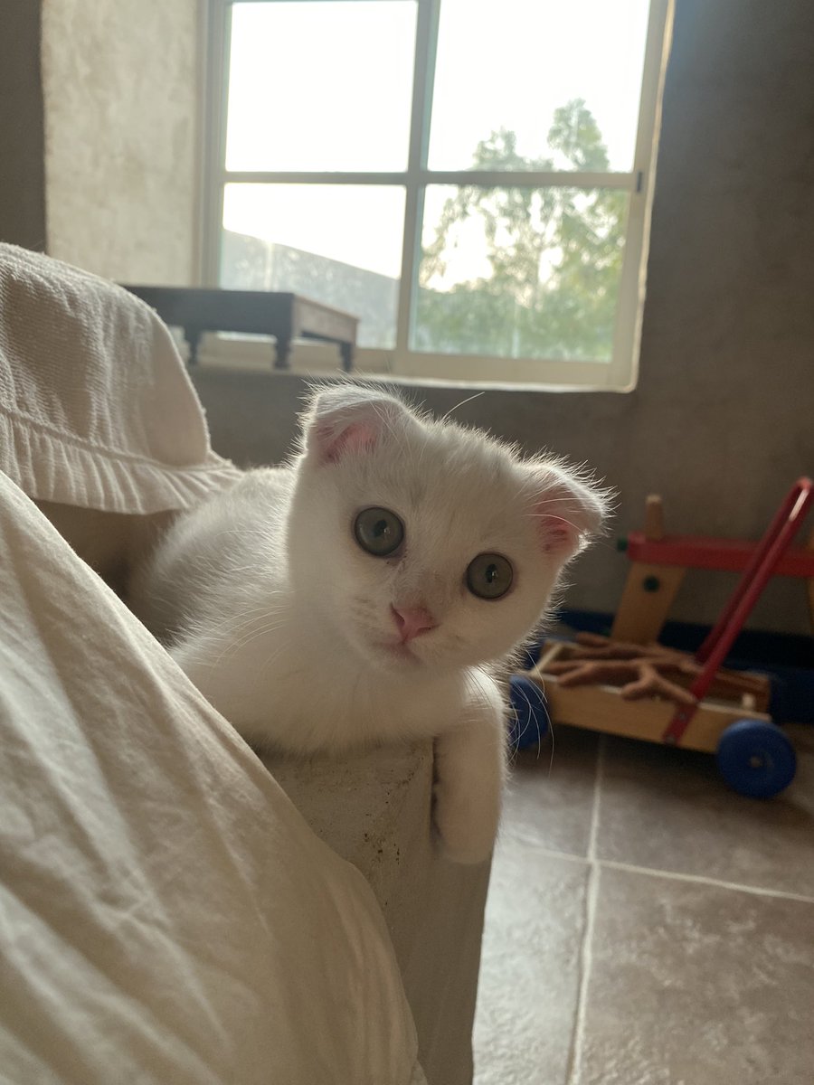 はなもも(hanamomo)(@hanamomoact) - Twilog (ツイログ)