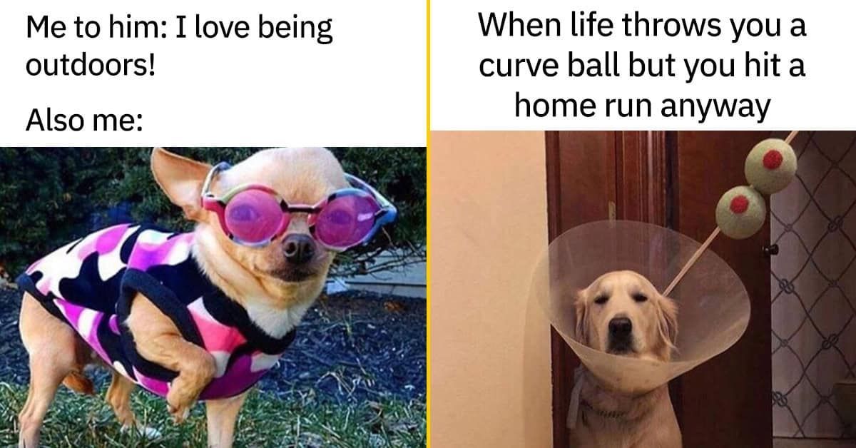 Funny Dog Memes About Life Profile For Daily Dog Memes