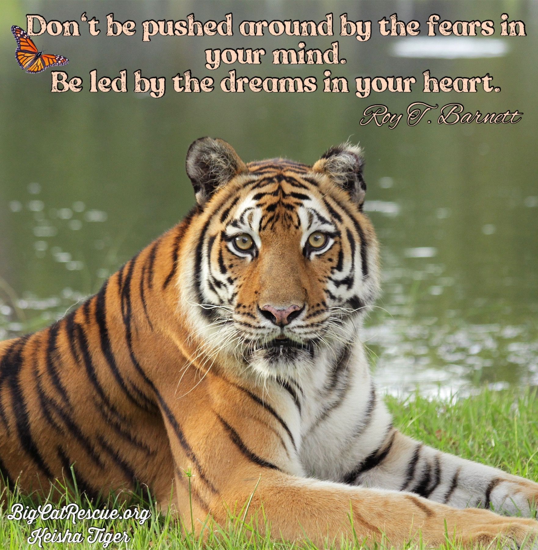 Tigerwith Quotes GC4YT4D Beware Tiger! (Unknown Cache) In North West