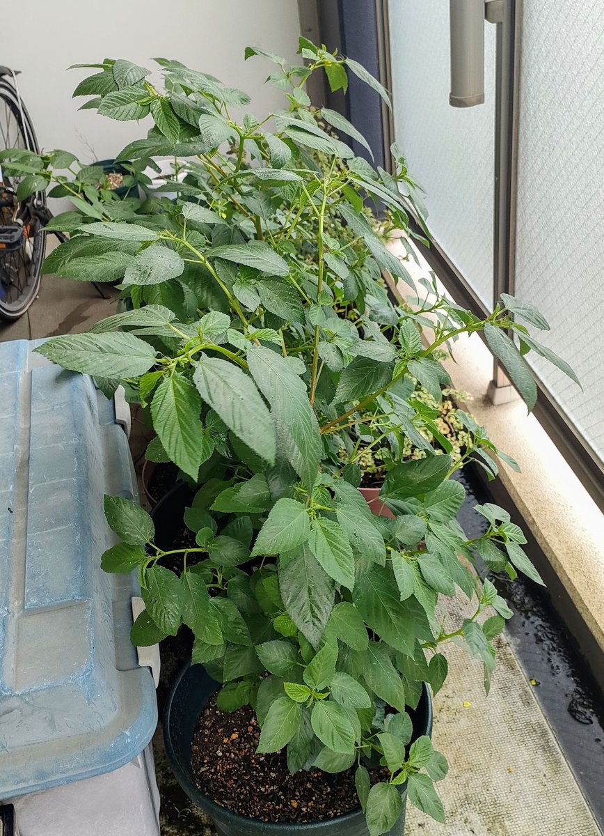 BOPPO(@Boppo2011) - Twilog (ツイログ)