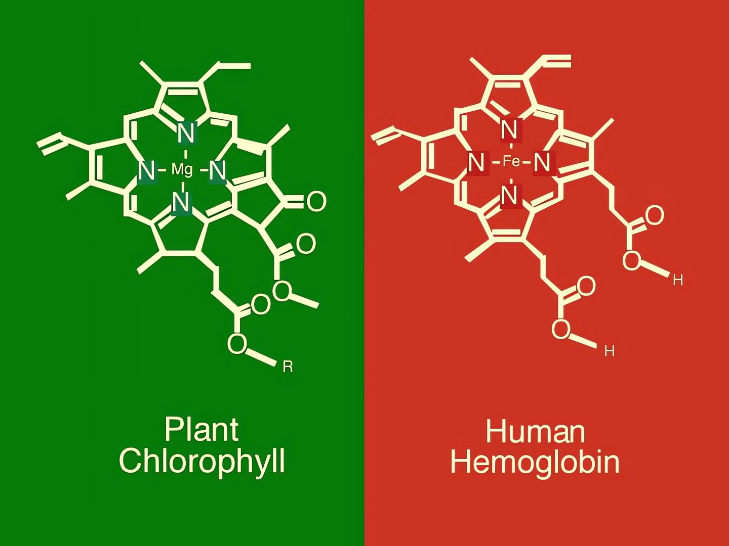 Estructura De La Clorofila 𝗣𝗜𝗚𝗠𝗘𝗡𝗧𝗢𝗦
