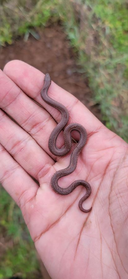 Snakes Of The Pacific Northwest Meet The Snakes Of Oregon (photos)
