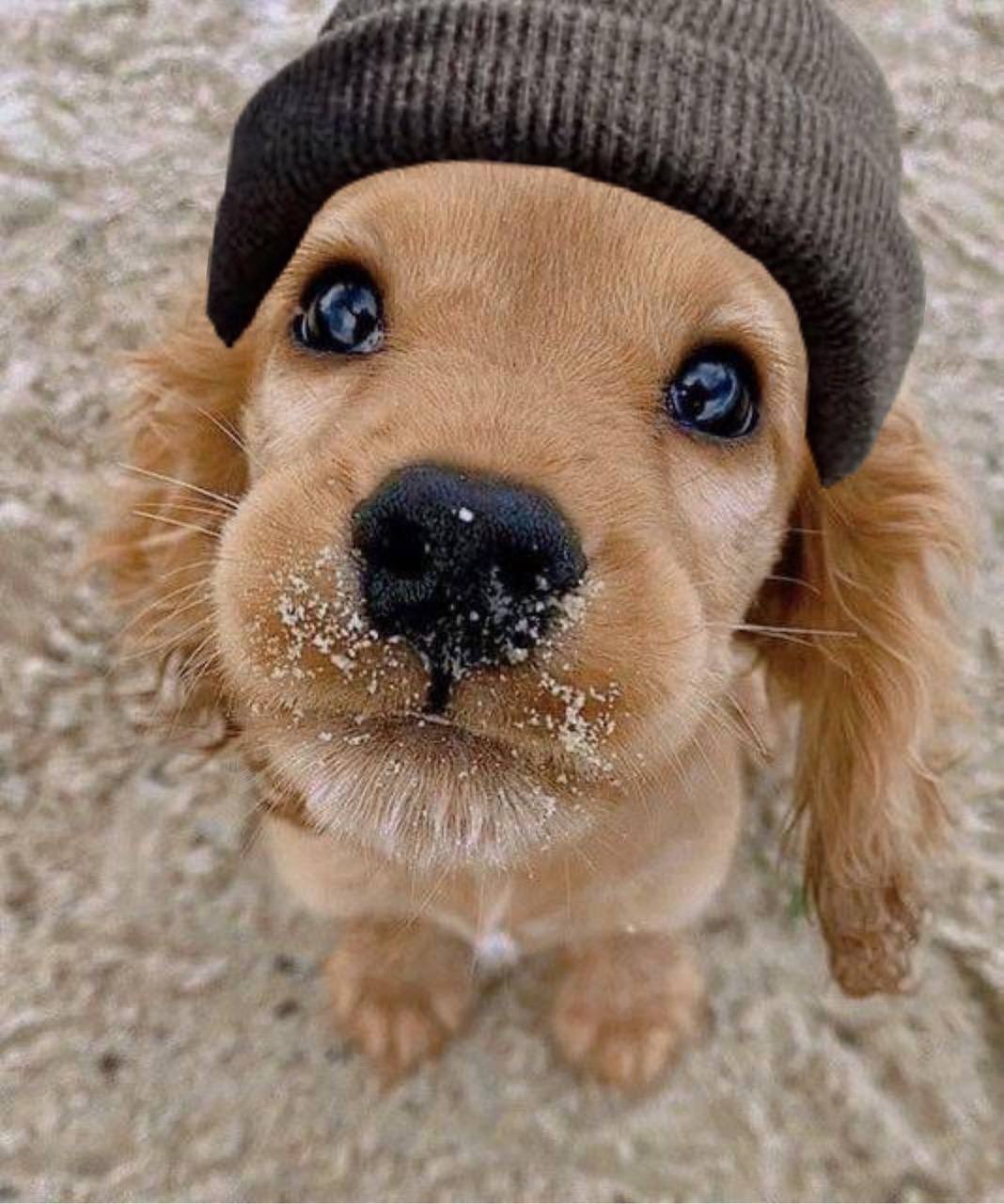 I Sowie Memes Memers überfluten Soziale Medien Mit Memes, Als