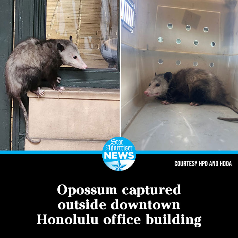 Oighear Aois Opossum Northern Four Eyed Opossum Wikipedia