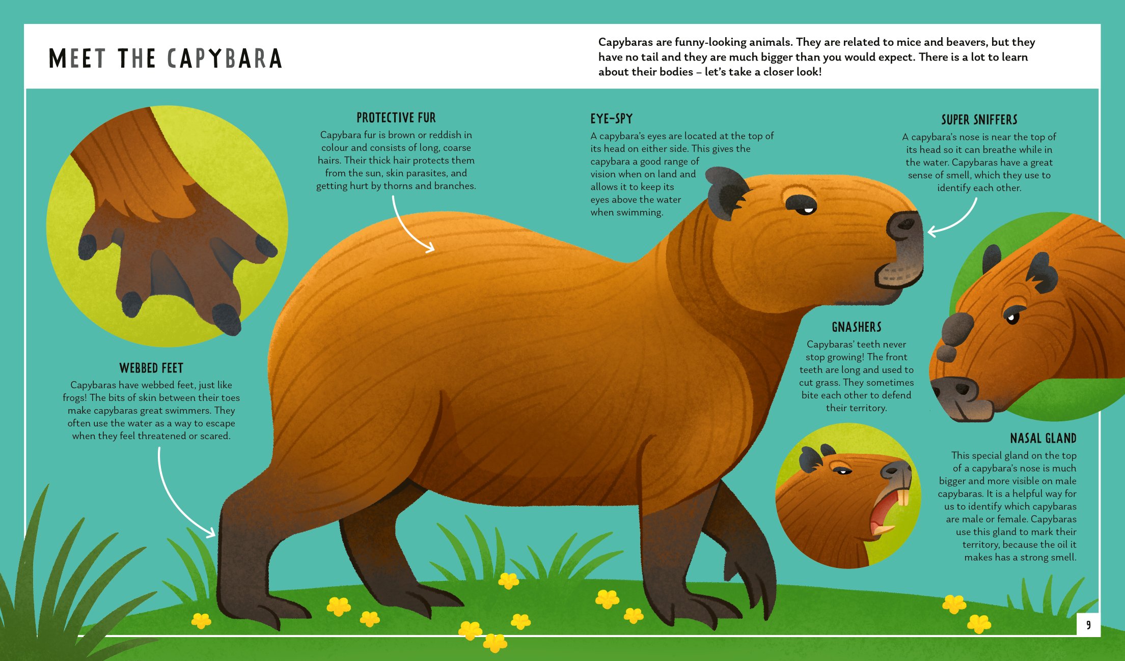 Capybara Escape Quotes