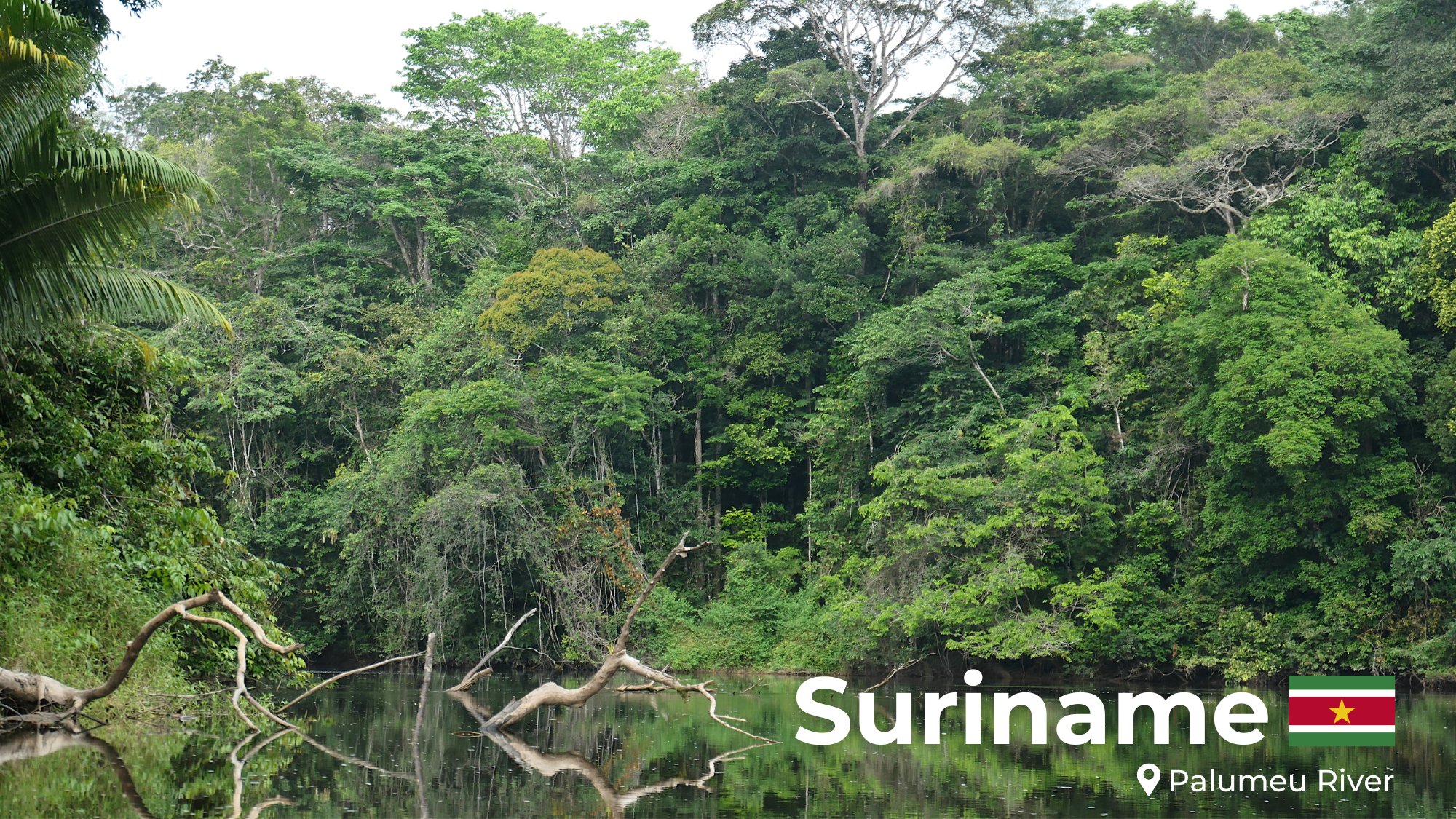 Suriname Nature Coalition For Rainforest Nations On X: "🇸🇷