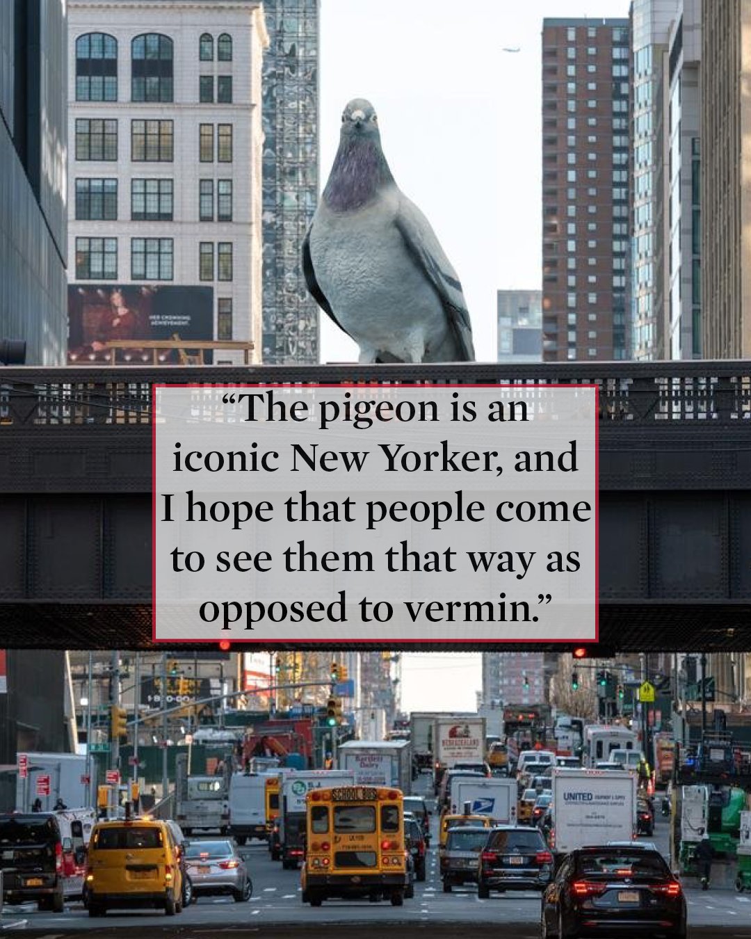 Funny Pigeon Quotes