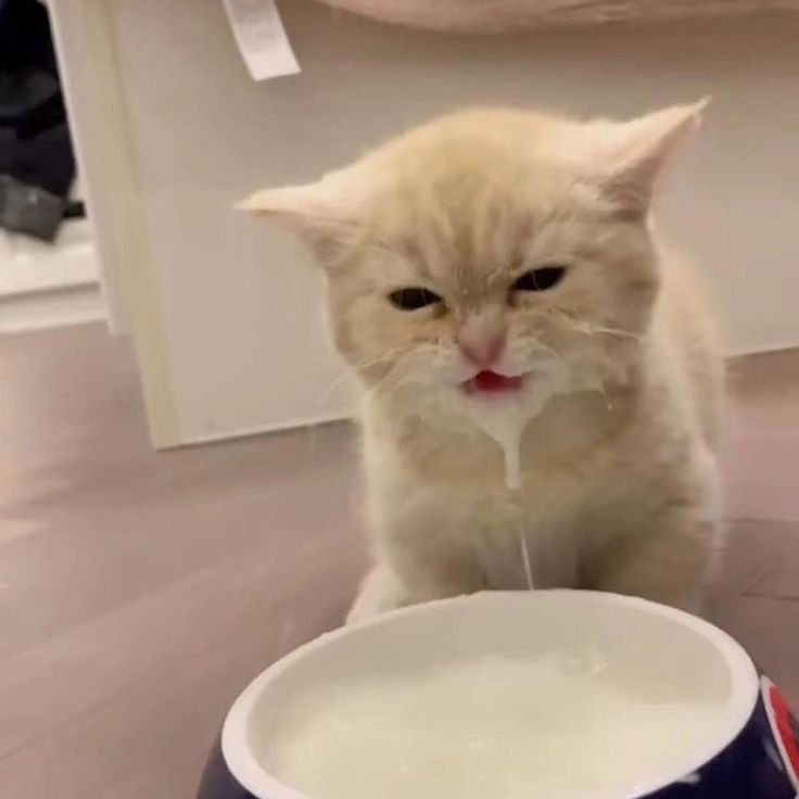 Milk Thief Memes Turn Your Car Into A Pillow For 50% Off In