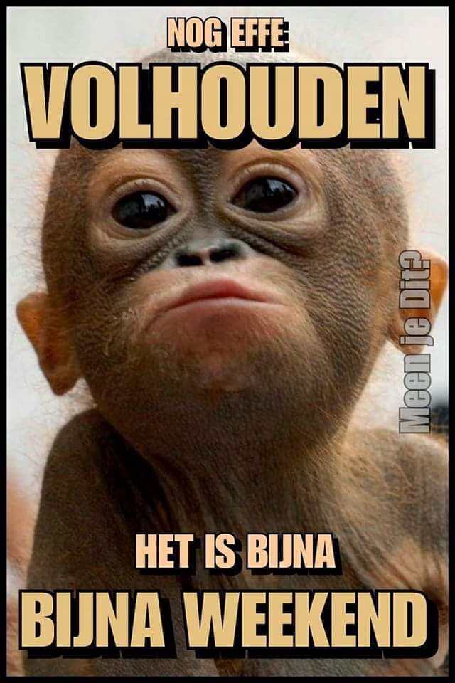 Goedemorgen Dames Meme 𝗚𝗢𝗘𝗗𝗘𝗠𝗢𝗥𝗚𝗘𝗡