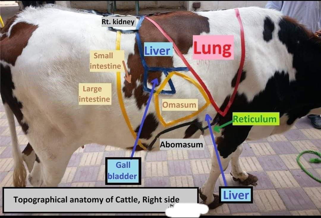Beef Cattle Anatomy Beauty Of Beef: A Close Up Look At Cuts And