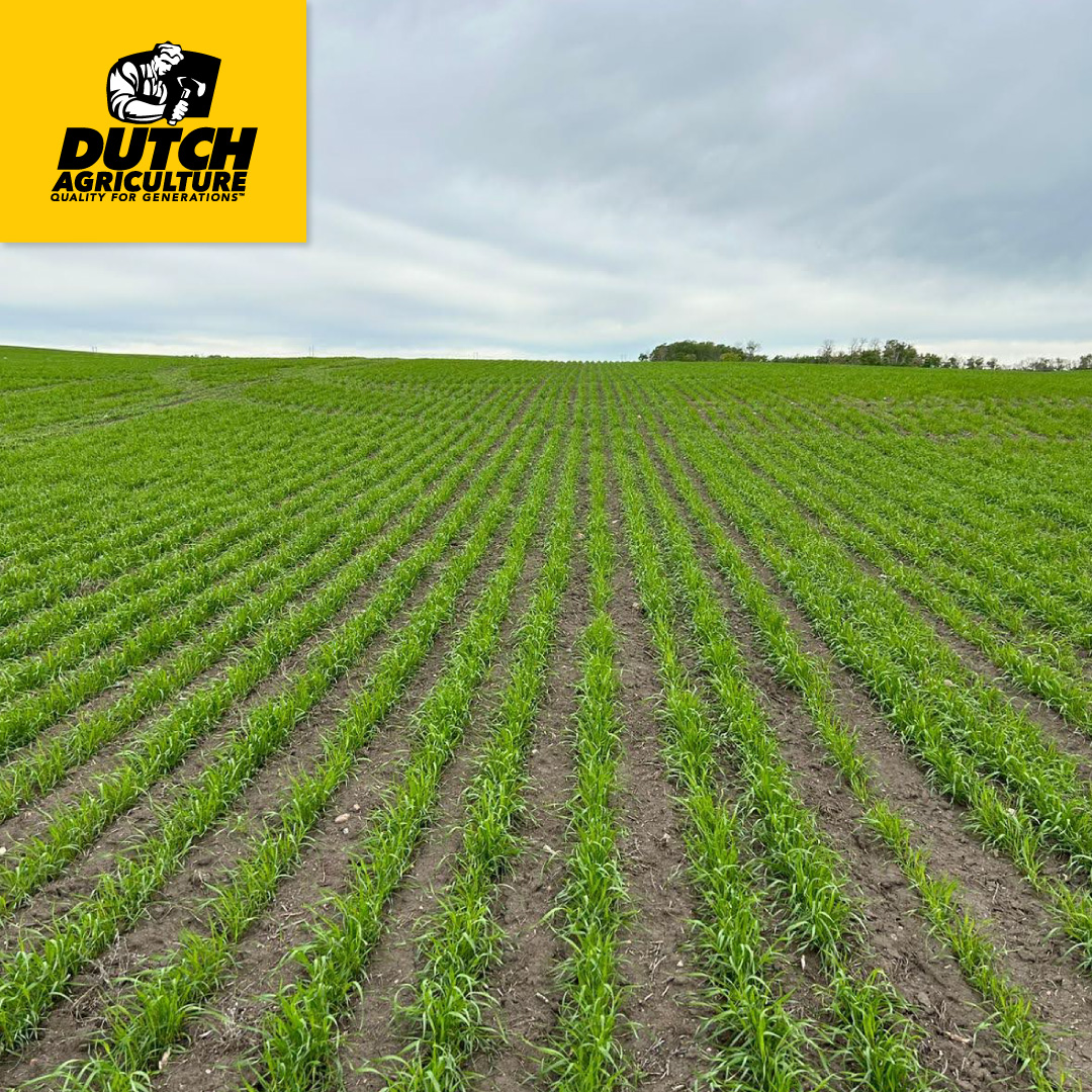 Home - Dutch Openers