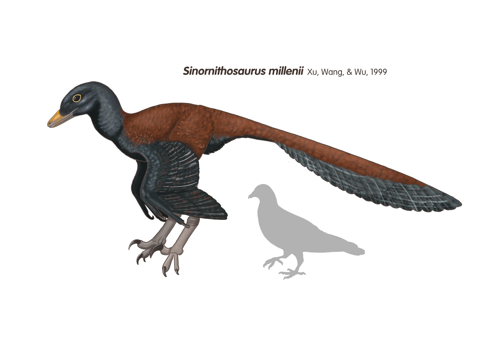 Sinornithosaurus