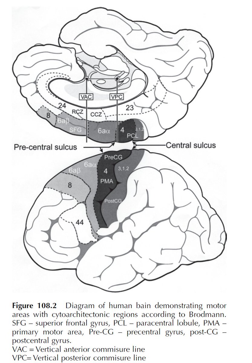 SEIZURE SEMIOLOGY #TWEETORIAL #Epilepsy #Seizure #NeuroX 🧵1/ What is a ...