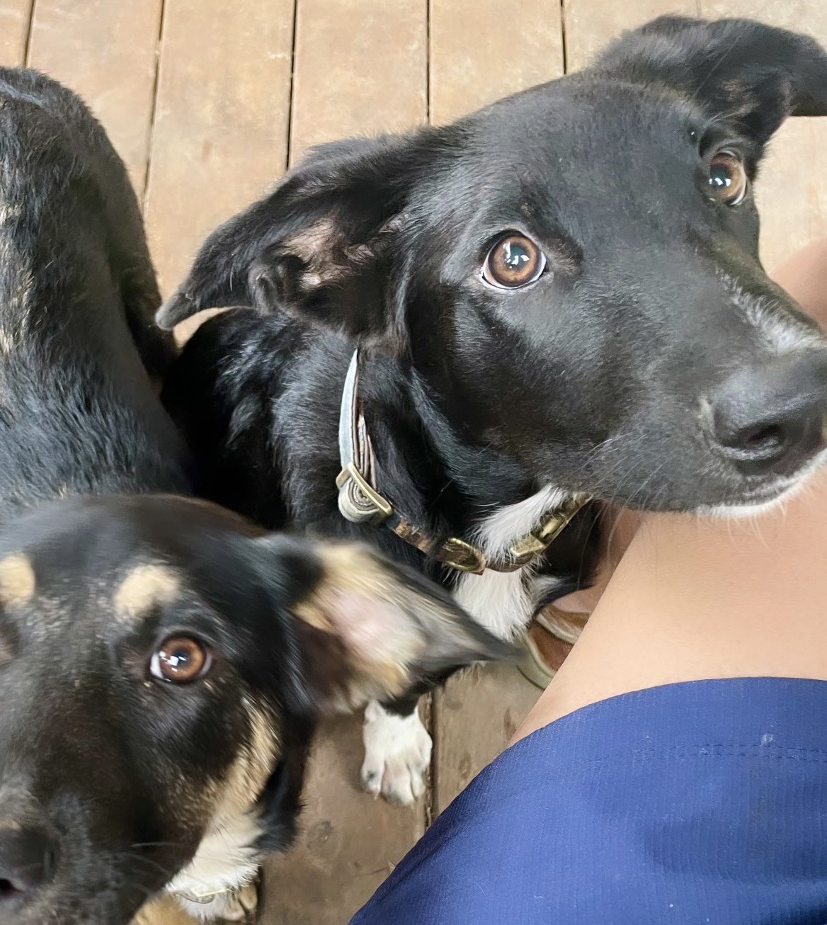 Border Collie German Shepherd Lab Mix