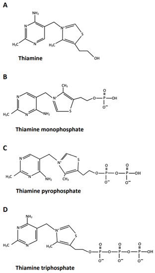 Thiamine triphosphate... the other ATP? For the last year or so I've ...