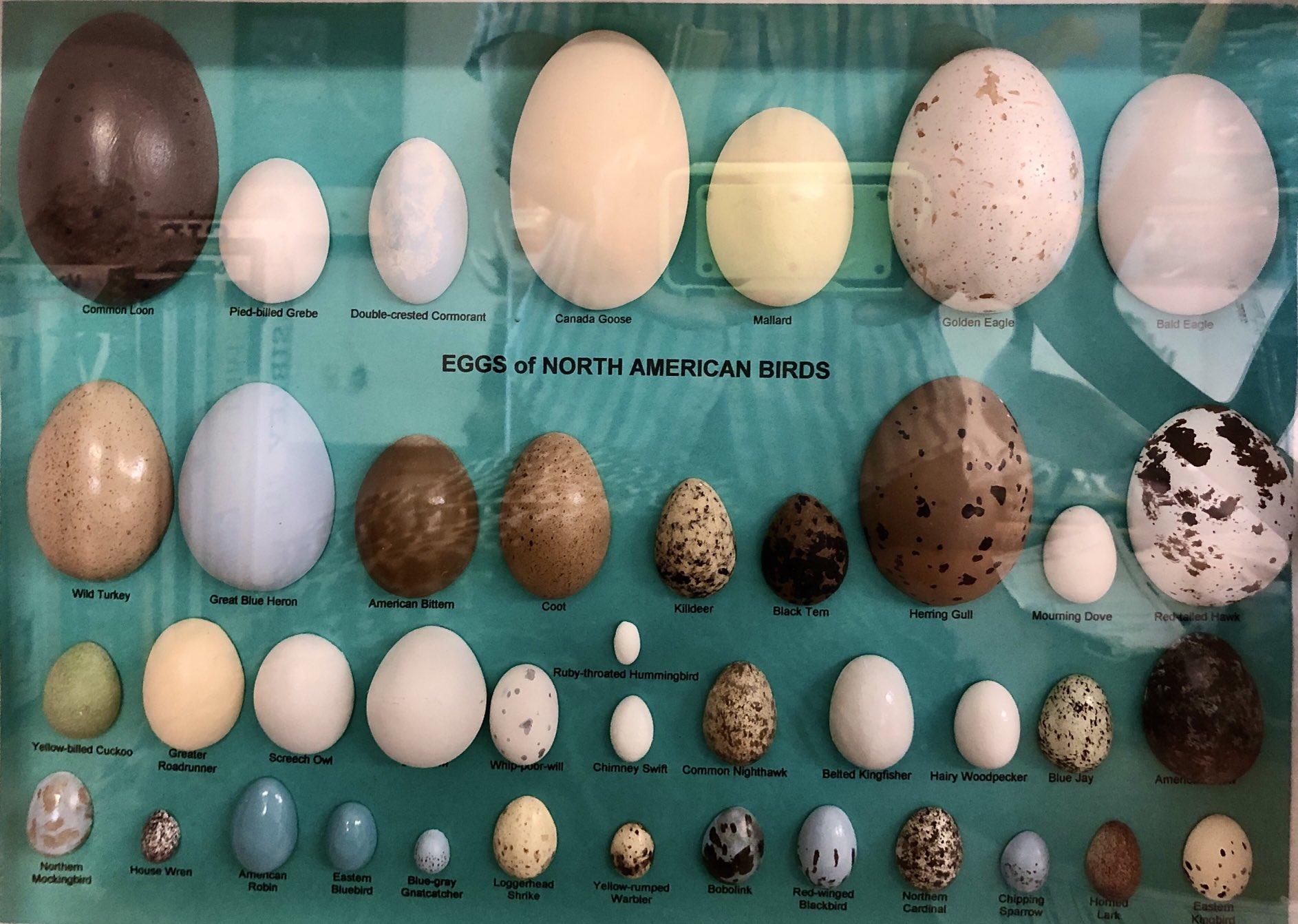 Identifying Bird Eggs Chart