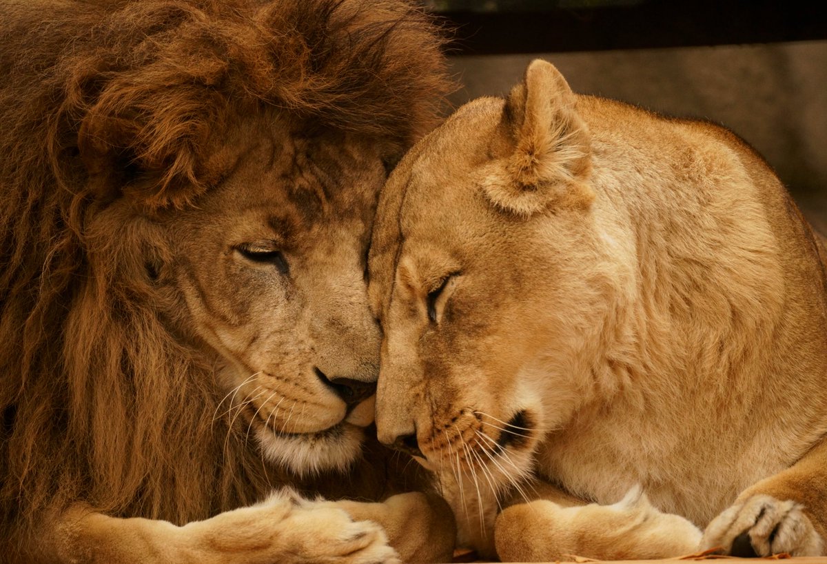 読図健人＠Goetia Shock上下巻6/20発売(@DokuzuKento) - Twilog (ツイログ)