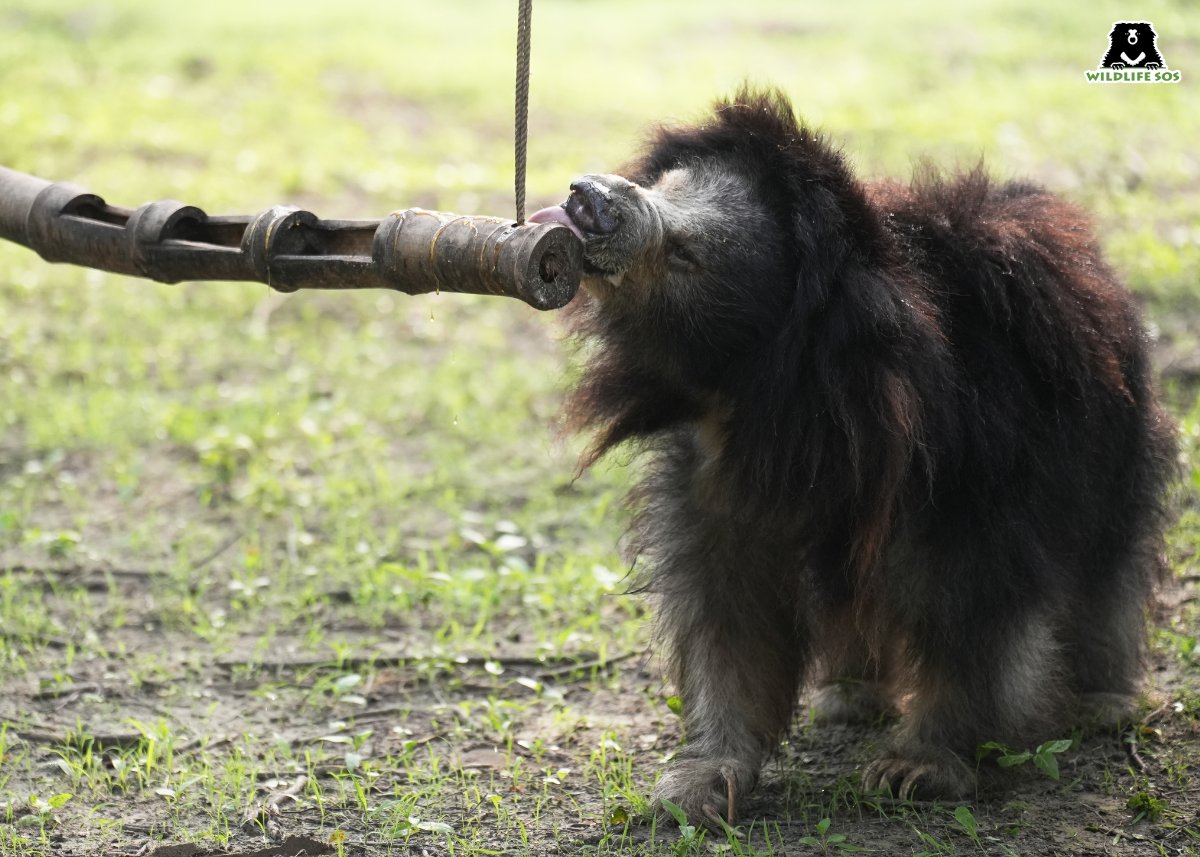 Dancing Sloth Bear Last Dance Of The Sloth Bear: We Have To Save The