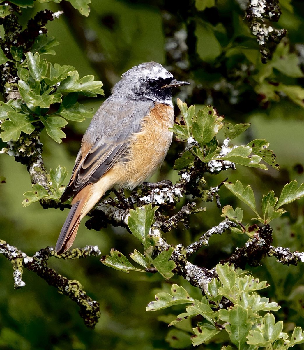 Sunday 17th March 2022 - Cornwall Birds (CBWPS)