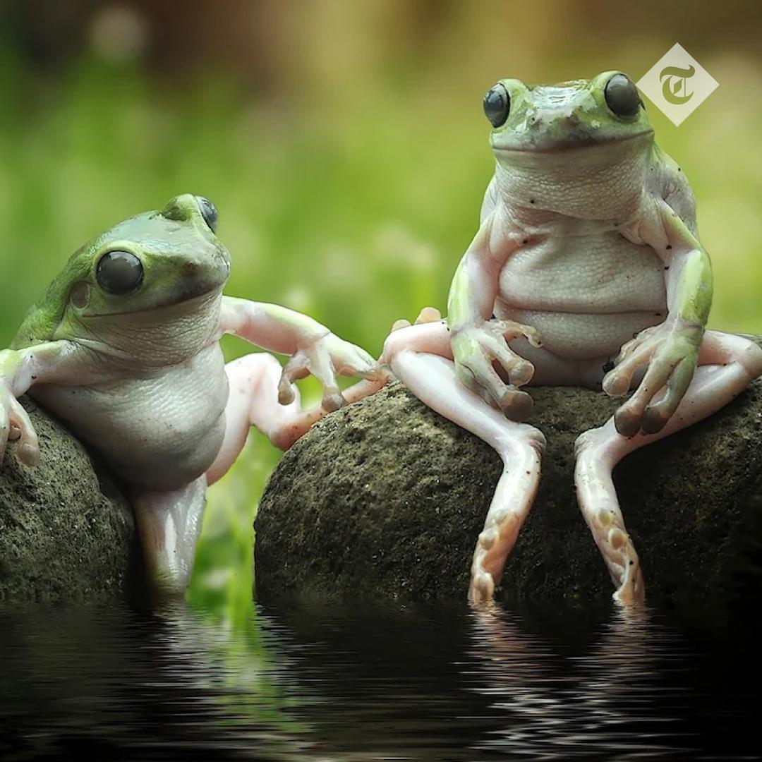 Whites Tree Frog Cute Premium Photo | Australian White Tree Frog On
