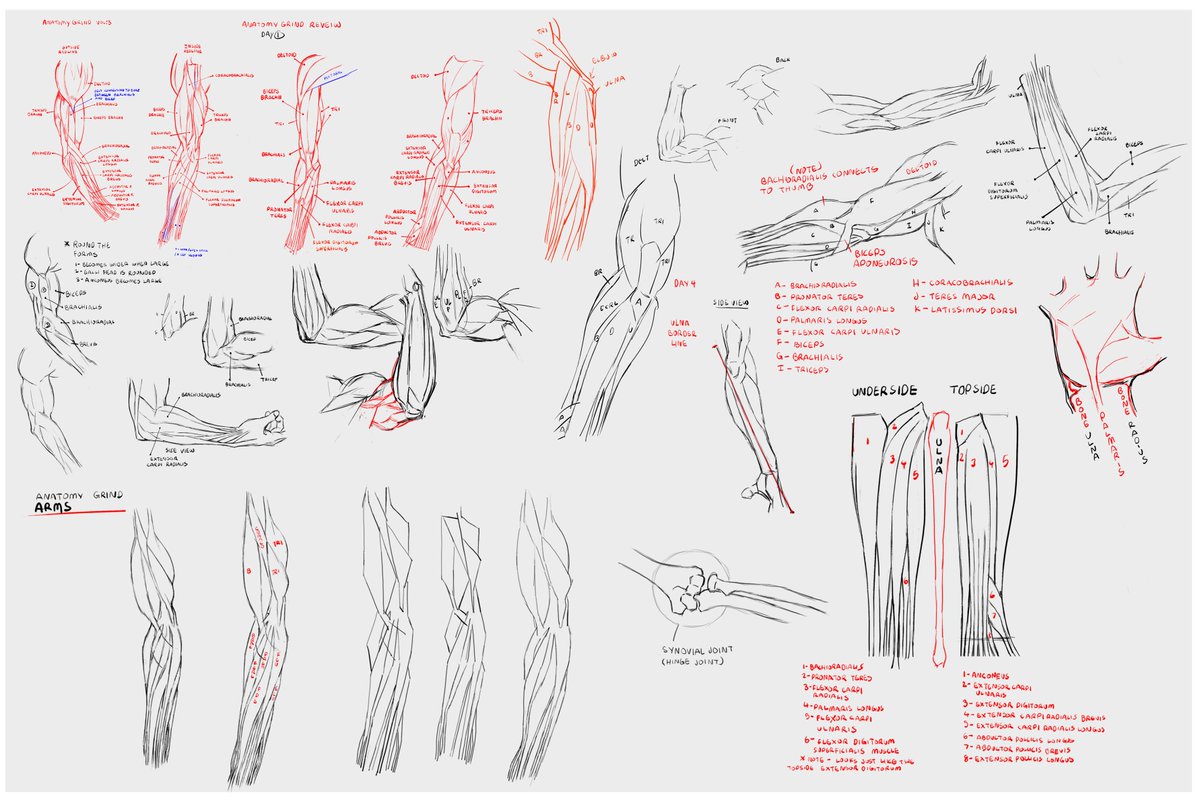 「💠 Anatomy Grind Vol 3: Arms The Arm section review is com」Overlord JCの漫画