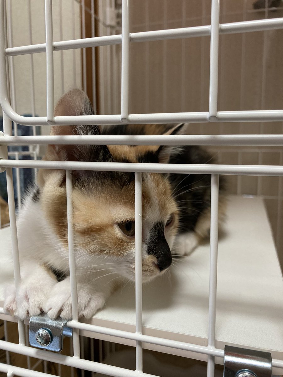 亜実(@_ami_k) - Twilog (ツイログ)