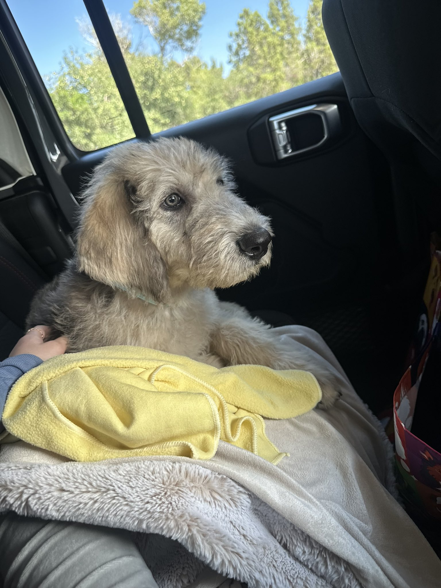 Irish Wolfhound Poodle Mix Dog For Adoption Mister Big, An Irish