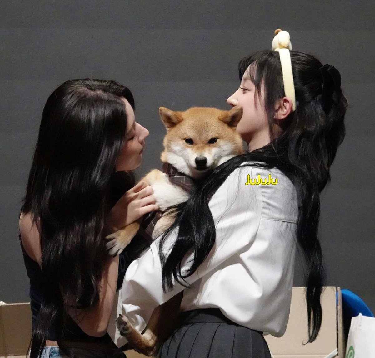 シュファのわんちゃんずっとブチギレ顔で可愛すぎるwwwww https://t.co/zmsFPJ8bT3