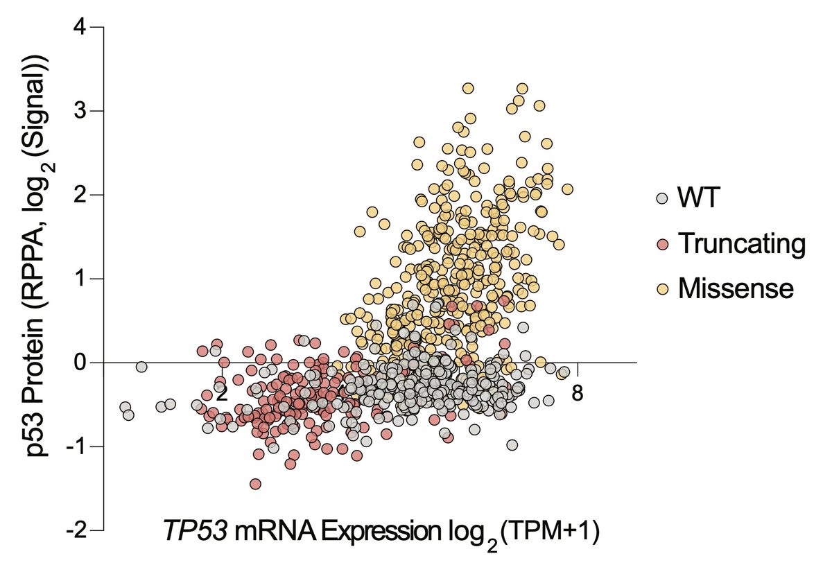TP53: - Discovered 45 years ago, most cited gene all time - No ...