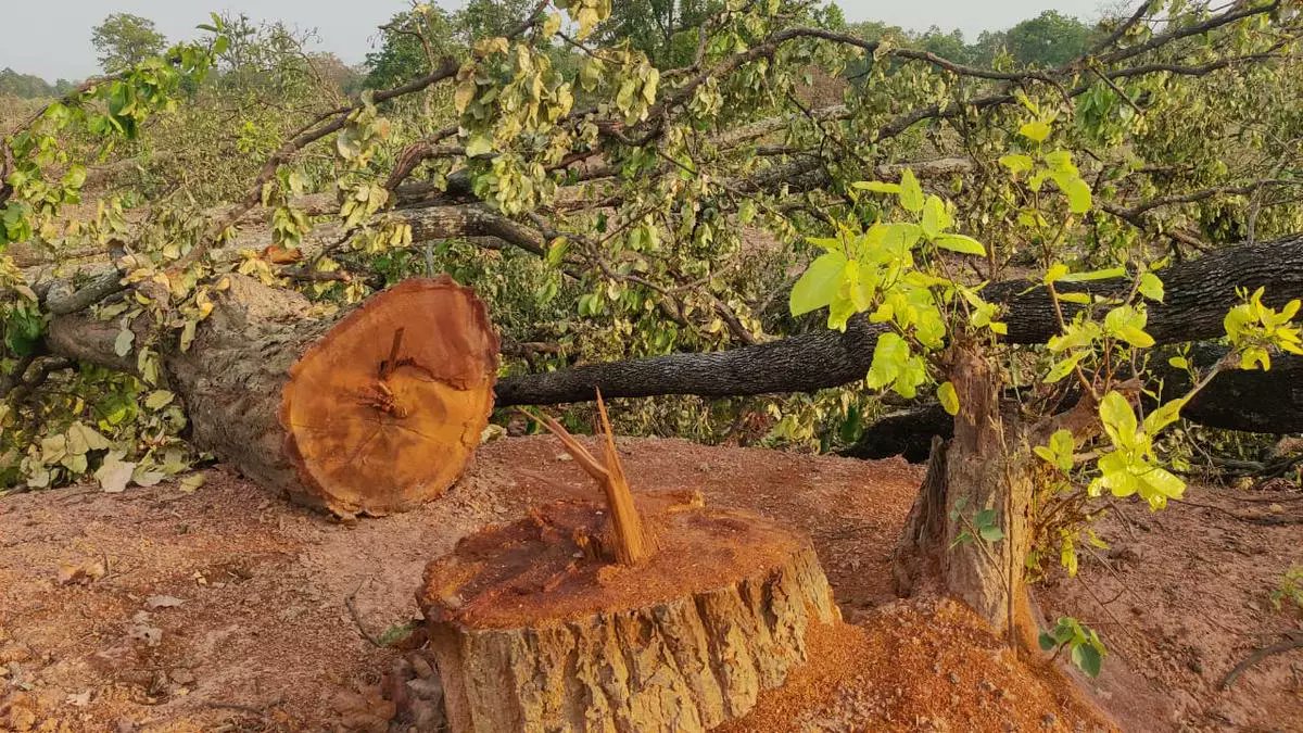 🚨 Around 273,000 more trees are likely to be felled for mining in the ...