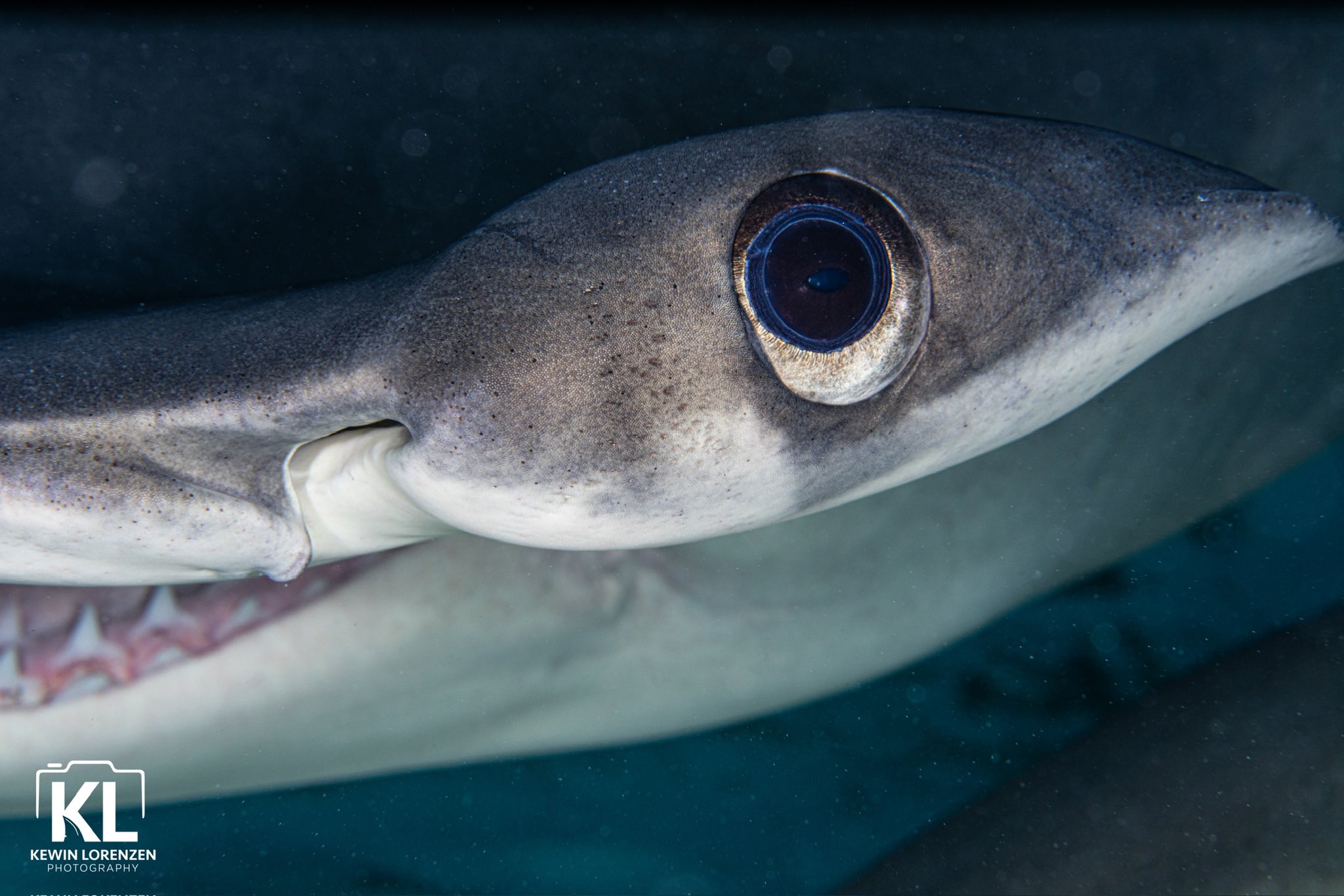 Fish With Human Eyes