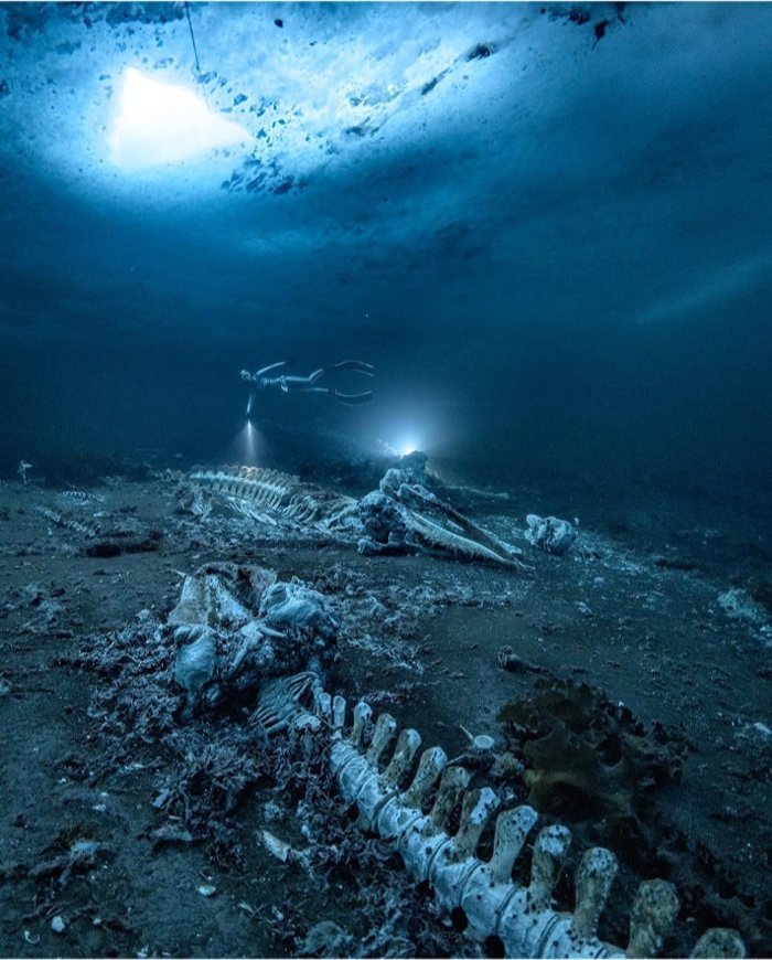 The ocean is shrouded in mystery. It covers about 71% of the Earth’s ...