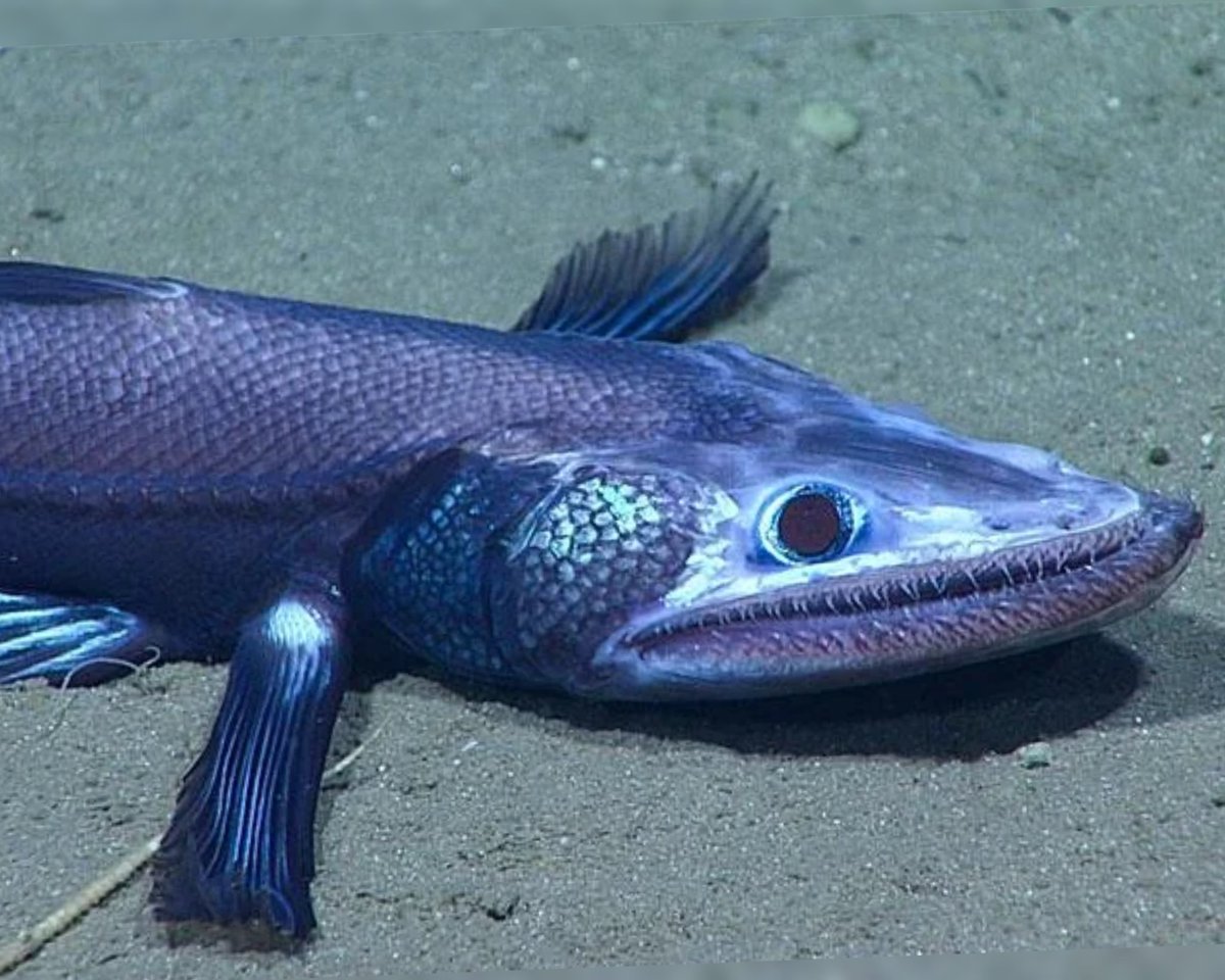 The ocean is shrouded in mystery. It covers about 71% of the Earth’s ...