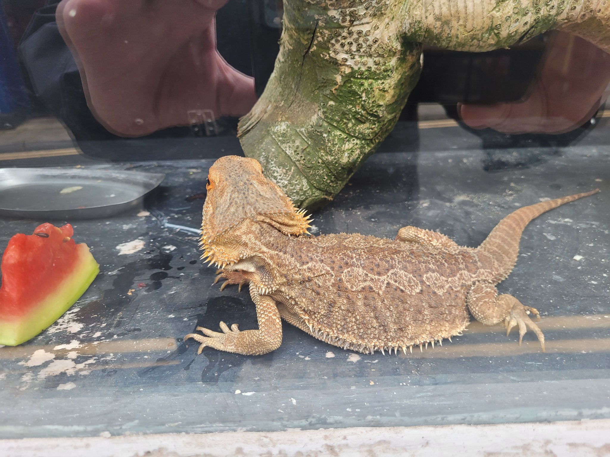Real Baby Dragon Pictures Baby Dragon Stock Photos And Images 123RF