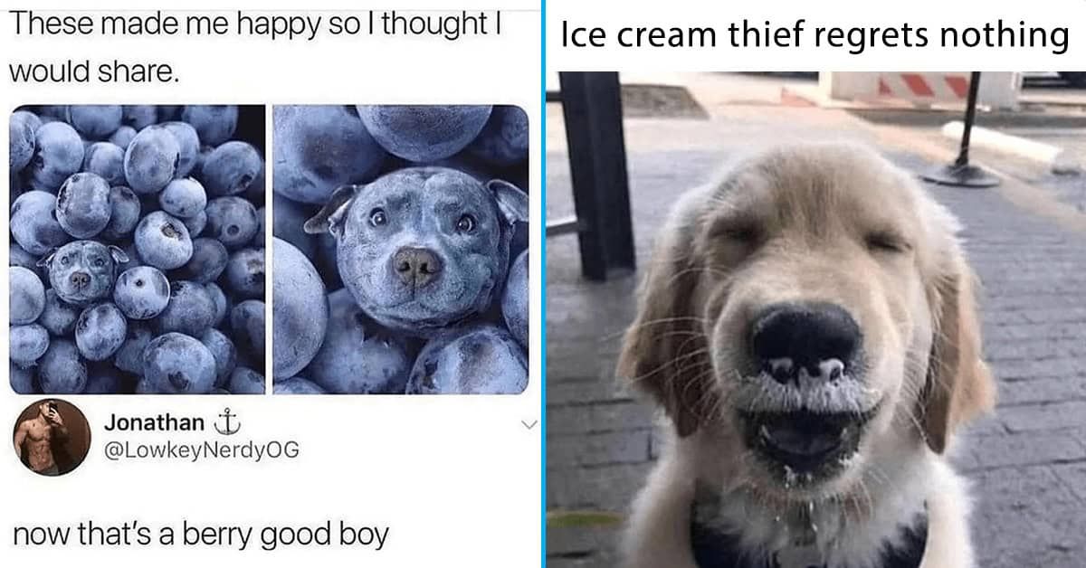 Hilarious Dog Memes 2024