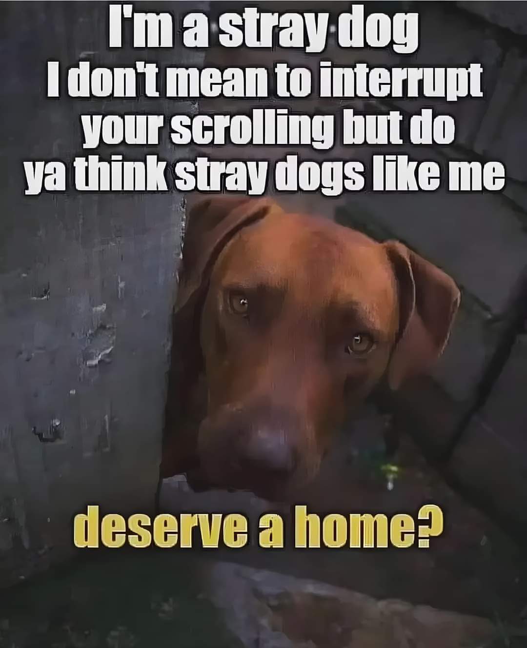 Yay Dog Memes