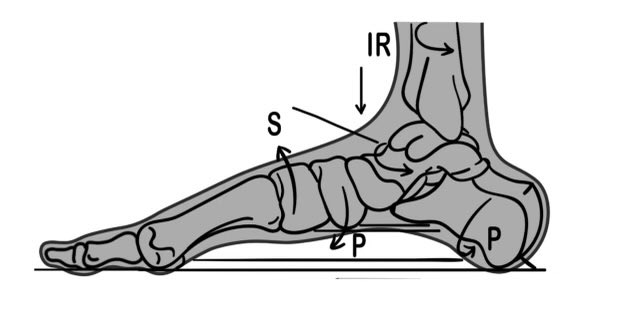 Your pelvis is stuck in this posterior tilt because your hips lack ...