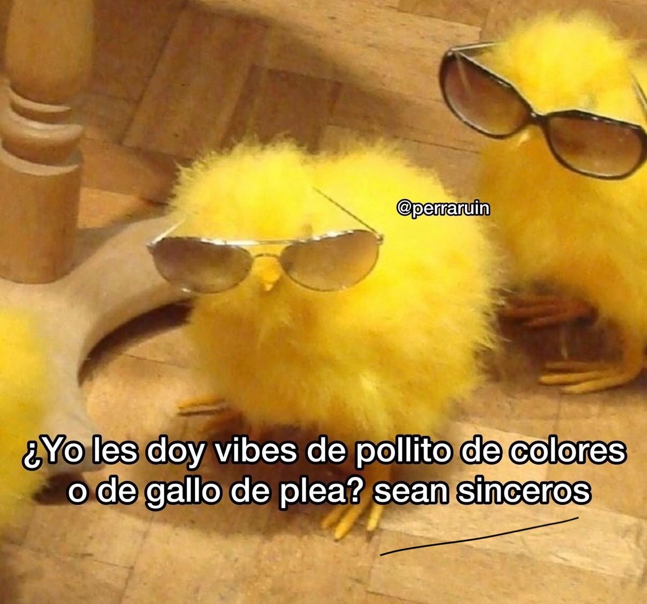 Pelea De Gallos Memes