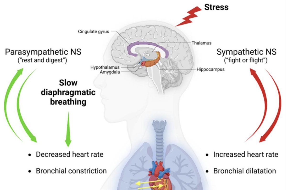 You can breathe to heal. As a breathwork facilitator, I’ve seen the ...