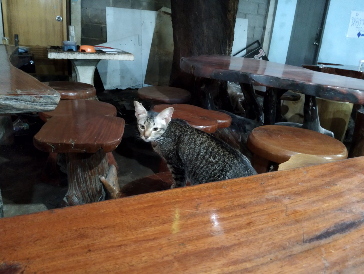 💀マヤカン🐥(@Sail_GT) - Twilog (ツイログ)