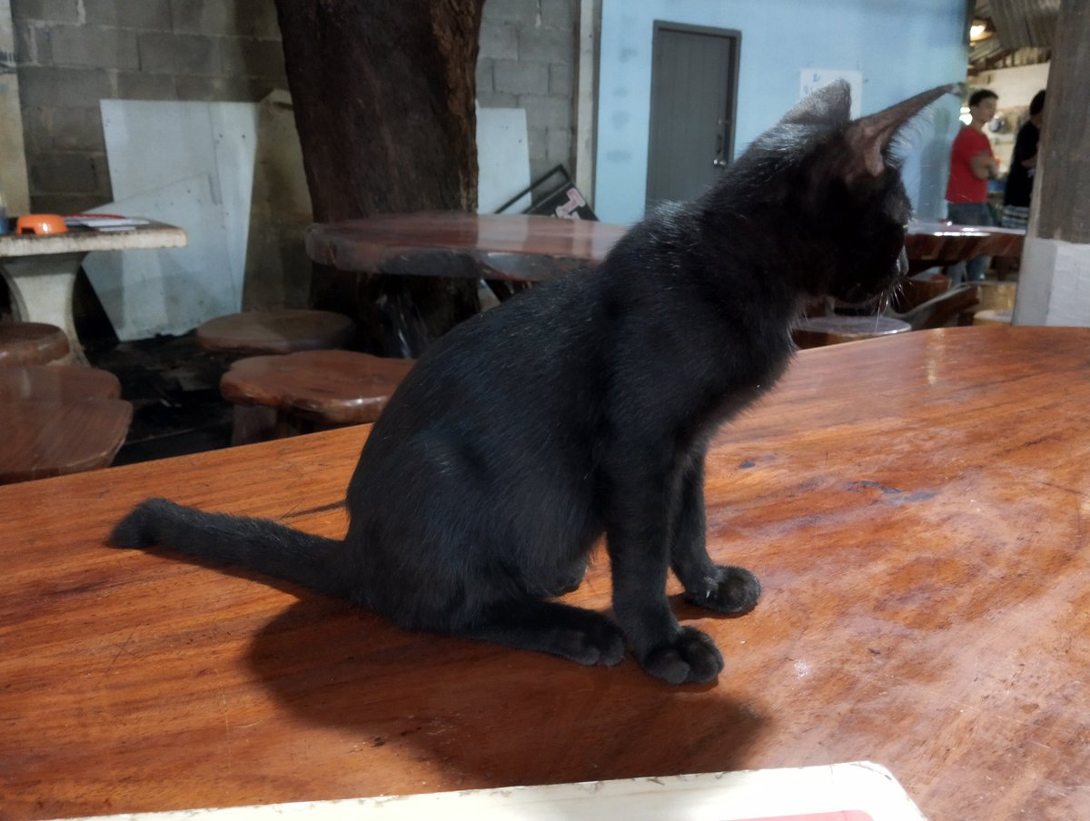 💀マヤカン🐥(@Sail_GT) - Twilog (ツイログ)