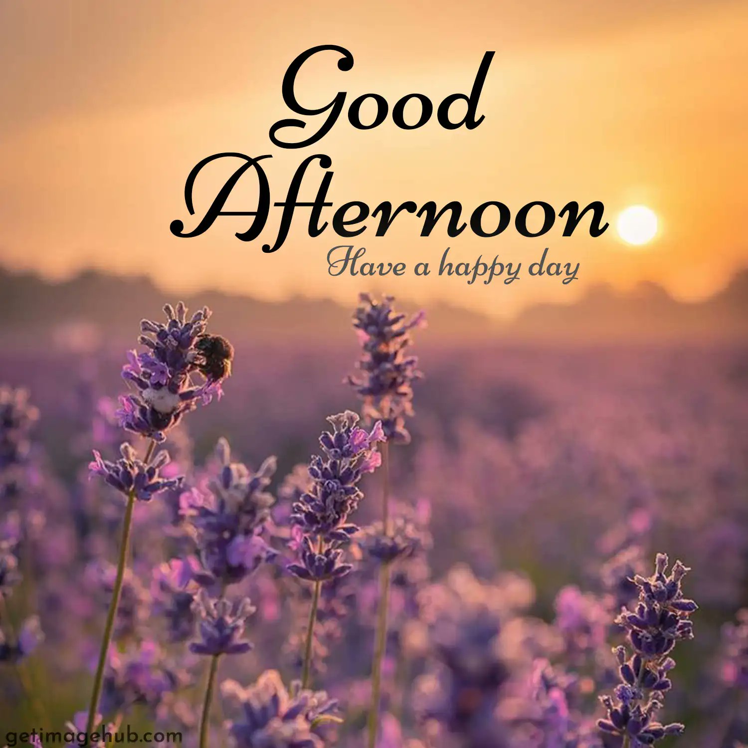 Happy Wednesday Afternoon