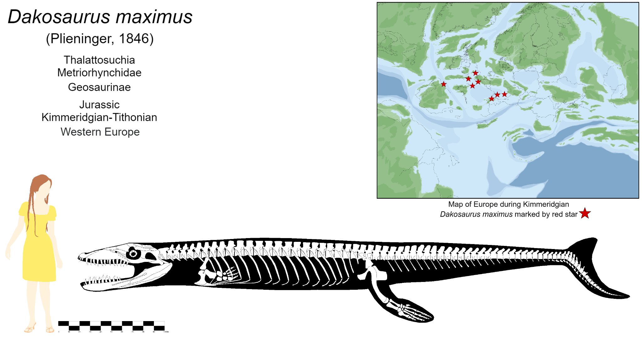 Dakosaurus Skeleton Free Vector | A Dinosaur Dakosaurus On White