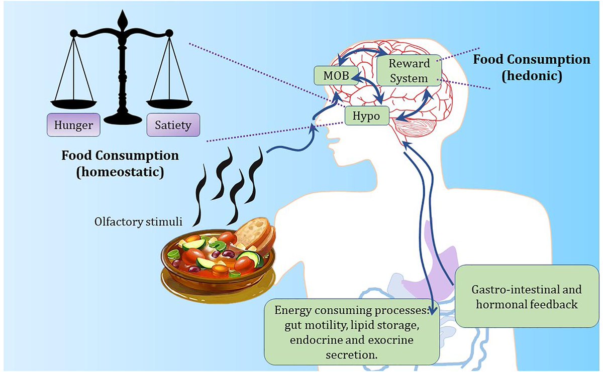 The gut is as much of a sensory organ system as a digestive one. This ...