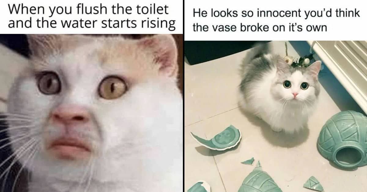 Cat Meme Broke Broken Brain Cat Meme Generator Imgflip