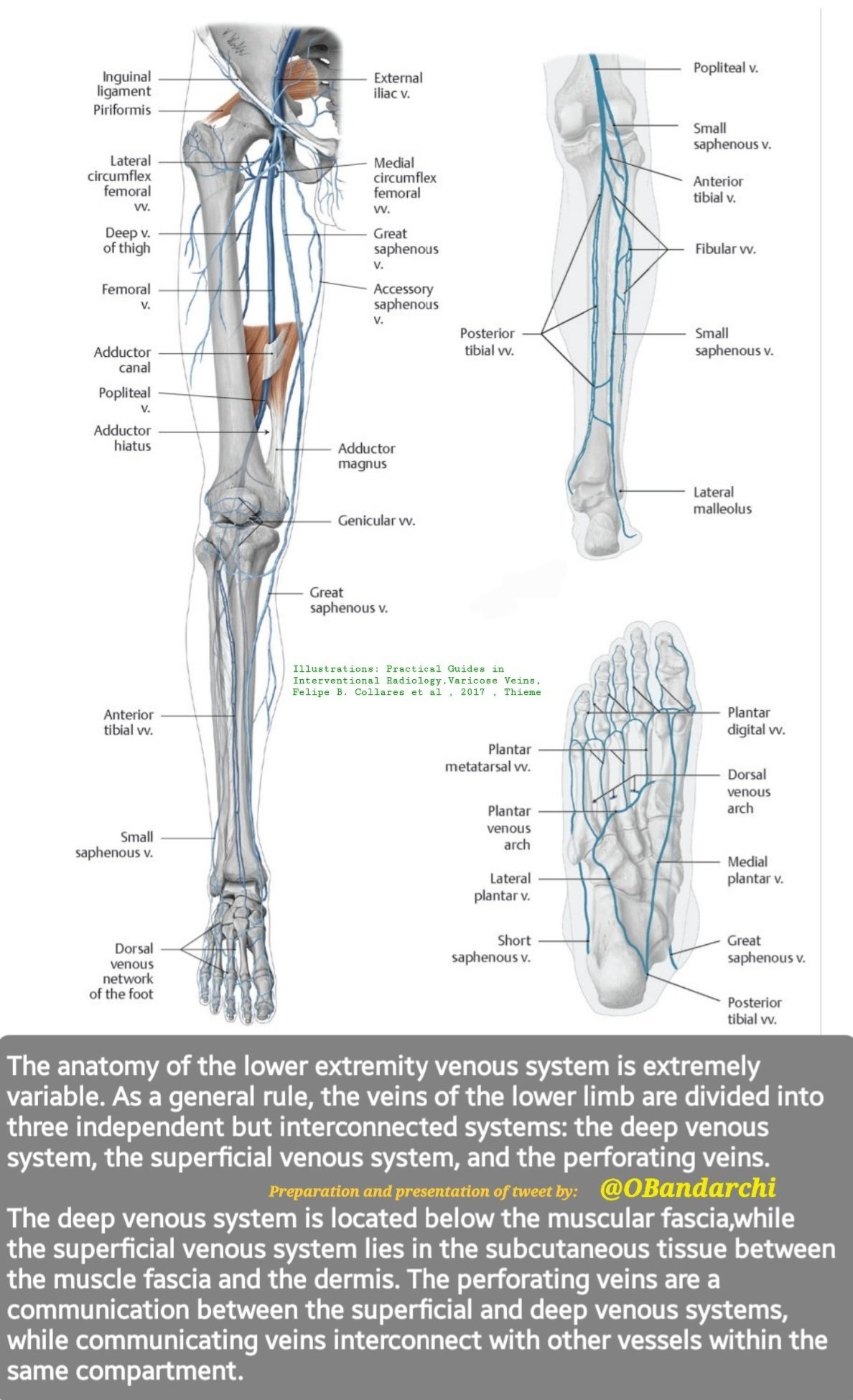 Anatomy Of Lower Extremity Veins