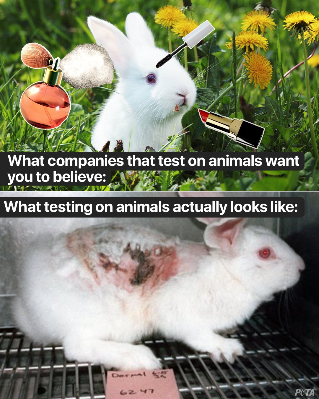 Peta Animal Testing Concerns Raised Over UAB Animal Testing Labs