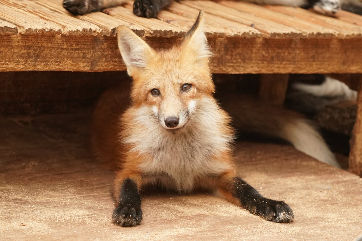 黒狐(@inaba_darkfox) - Twilog (ツイログ)